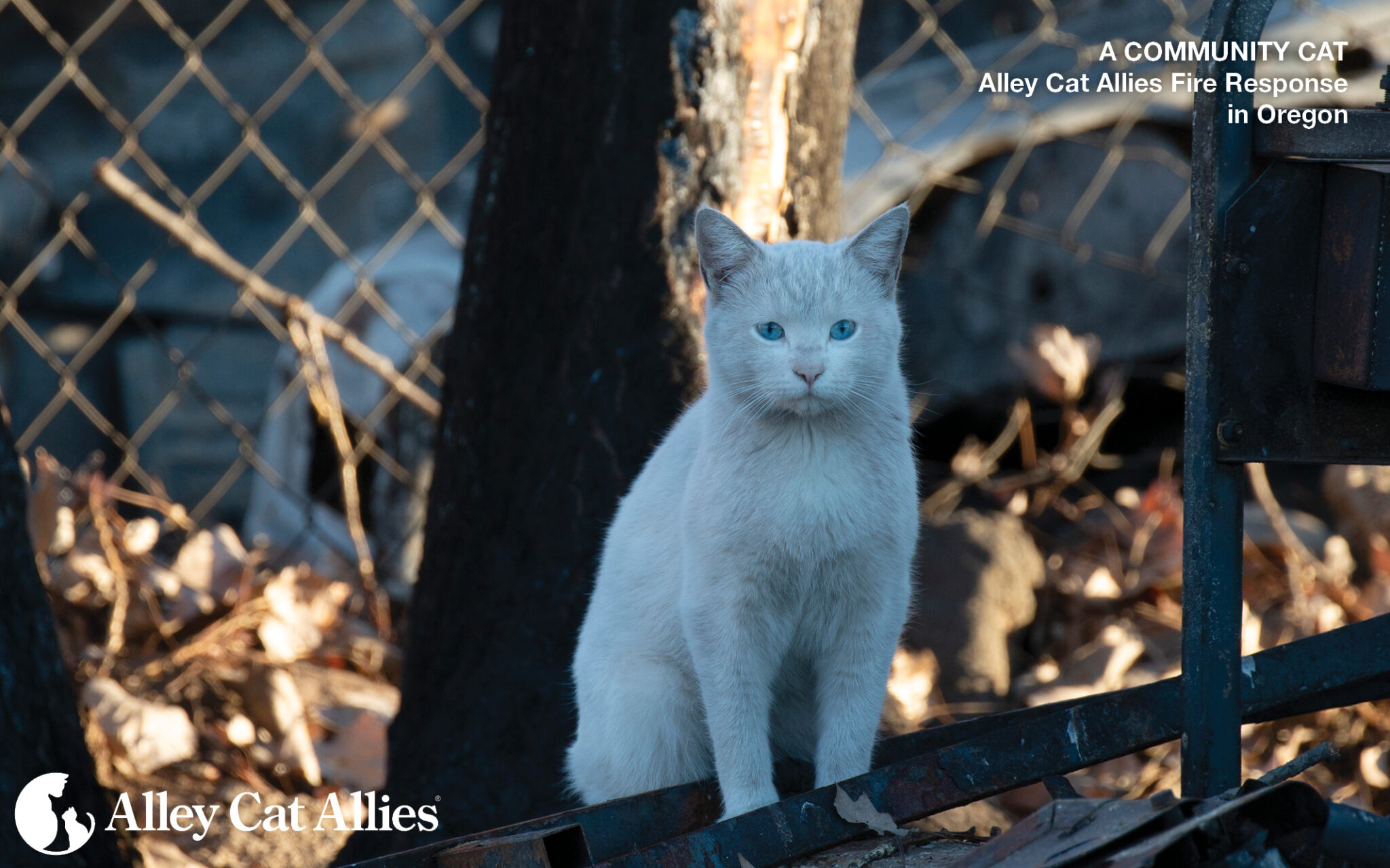 Alley Cat Allies is On the Ground to Protect Cats and Kittens Through ...