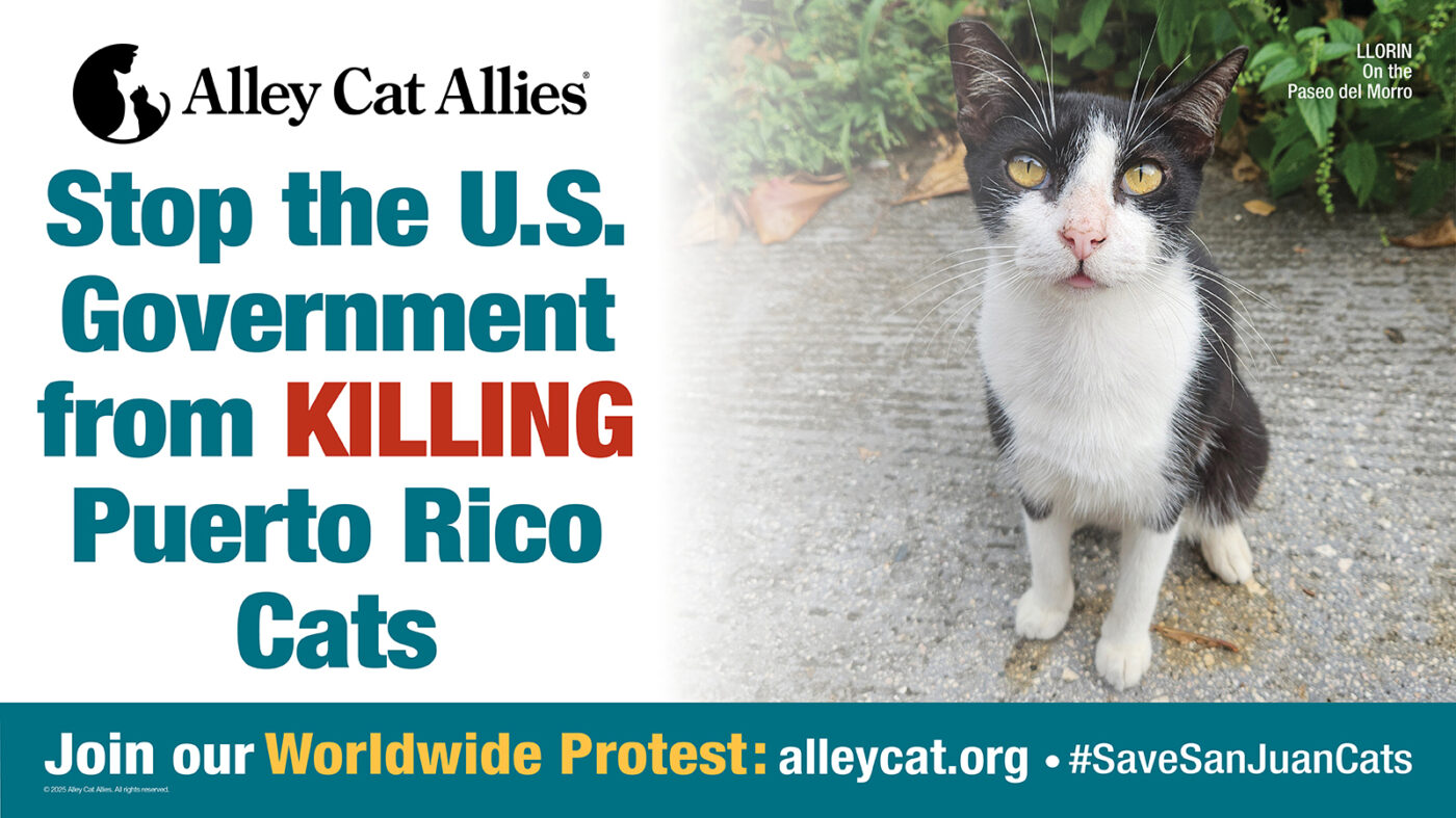 Alley Cat Allies Starts Worldwide Protest to Stop U.S. National Park ...