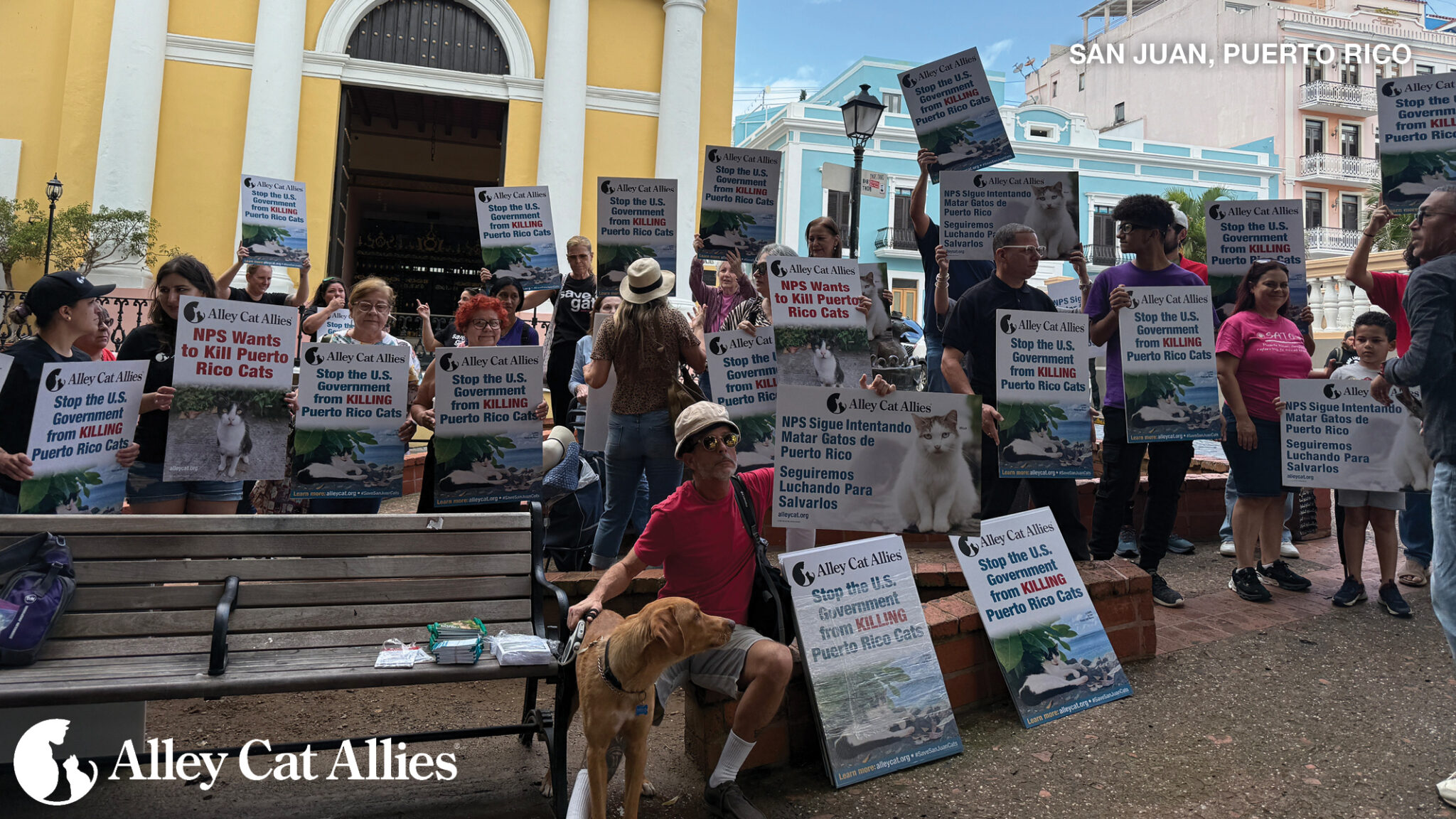 From the Field: A Powerful Protest to Protect Puerto Rico's Cats ...