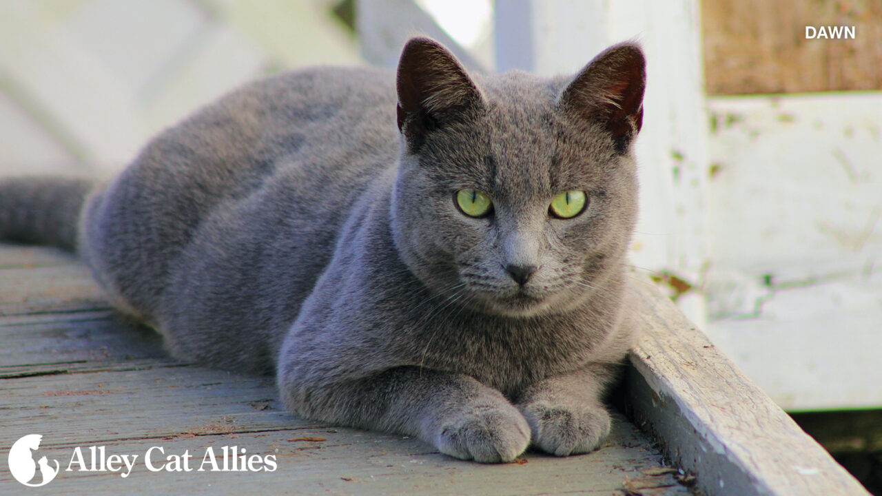 California: Ban Cat Declawing Statewide | Alley Cat Allies