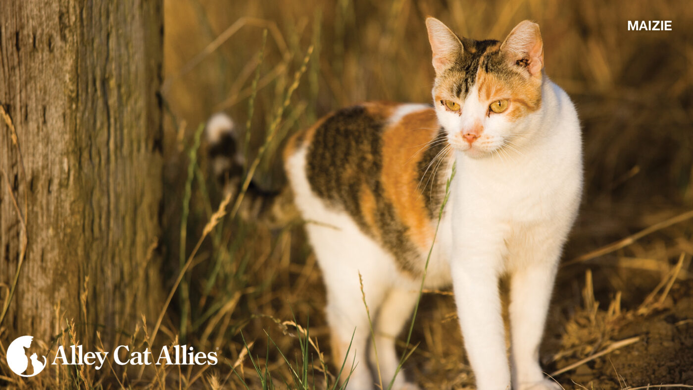 What Is A Tabby Cat? Learn The Answer and More on National Tabby Day