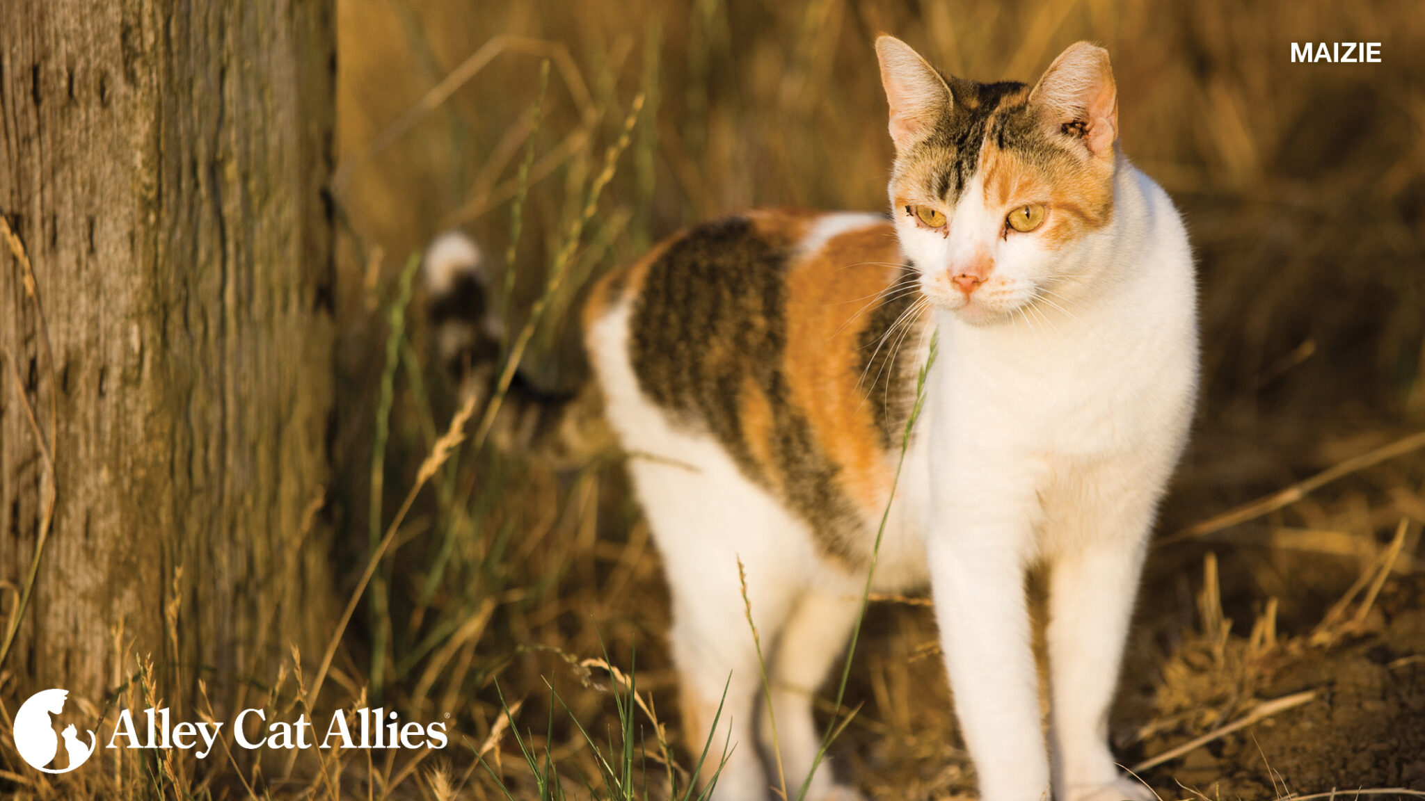 What Is A Tabby Cat? Learn The Answer and More on National Tabby Day