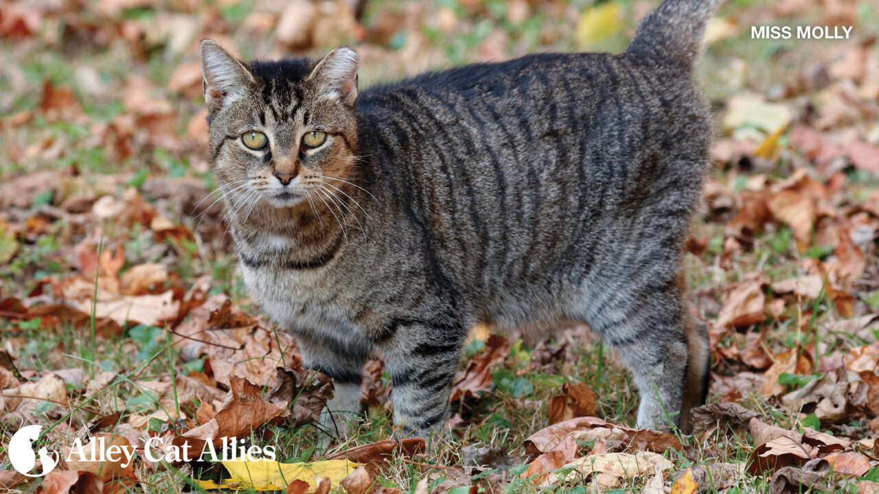 What Is A Tabby Cat? Learn The Answer and More on National Tabby Day