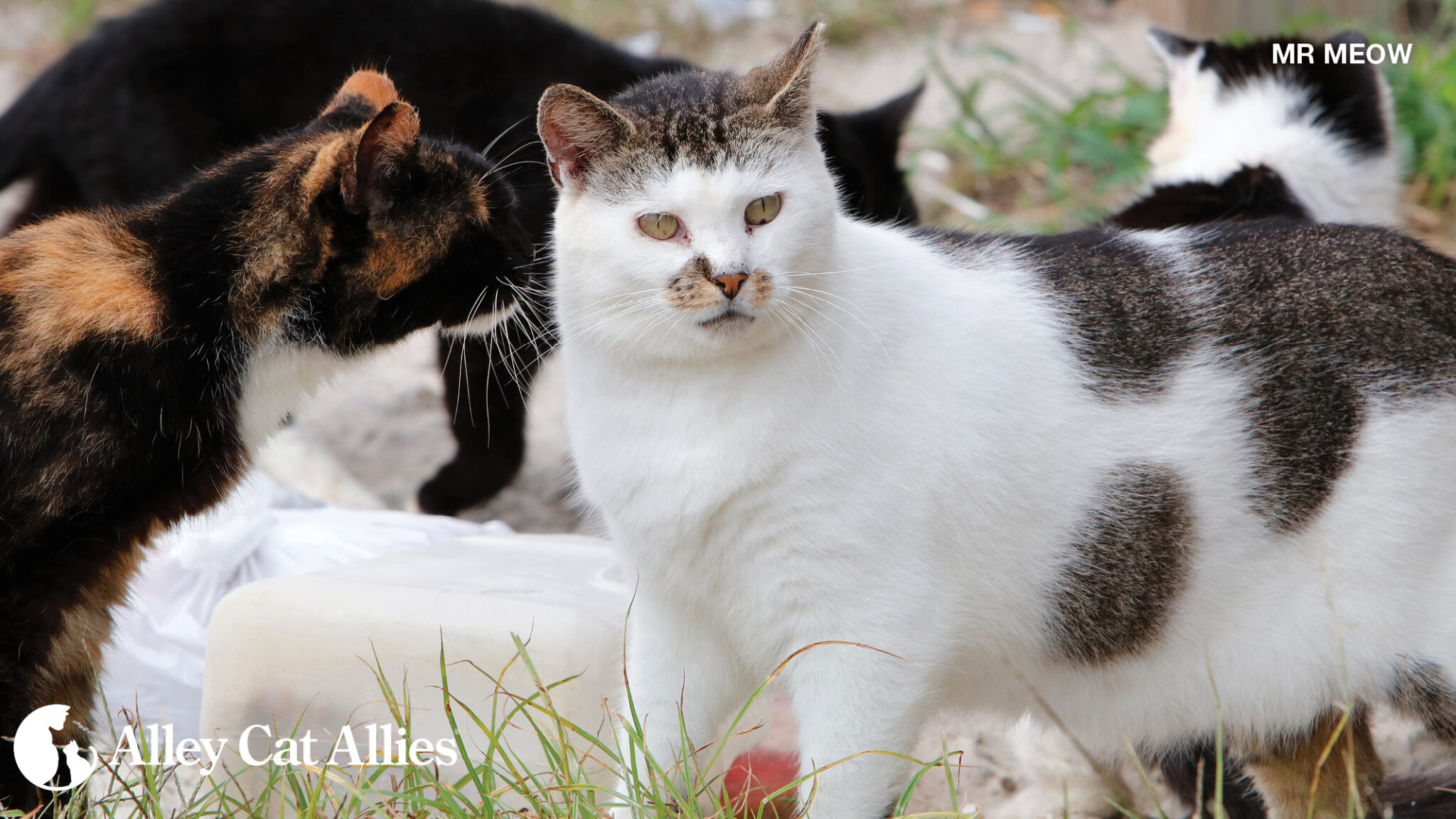 What Is A Tabby Cat? Learn The Answer and More on National Tabby Day