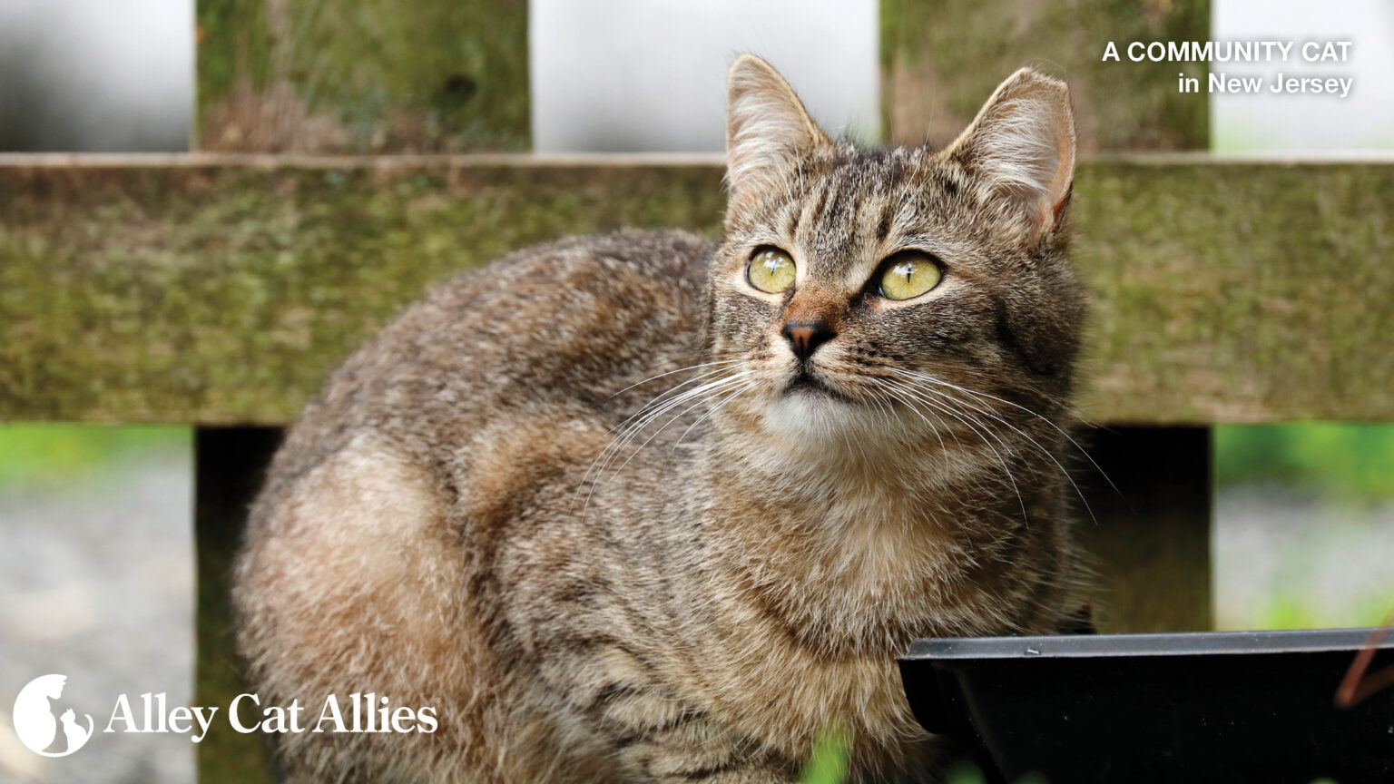 What Is A Tabby Cat? Learn The Answer and More on National Tabby Day