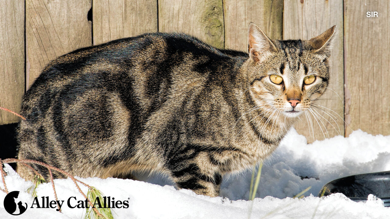What Is A Tabby Cat? Learn The Answer and More on National Tabby Day