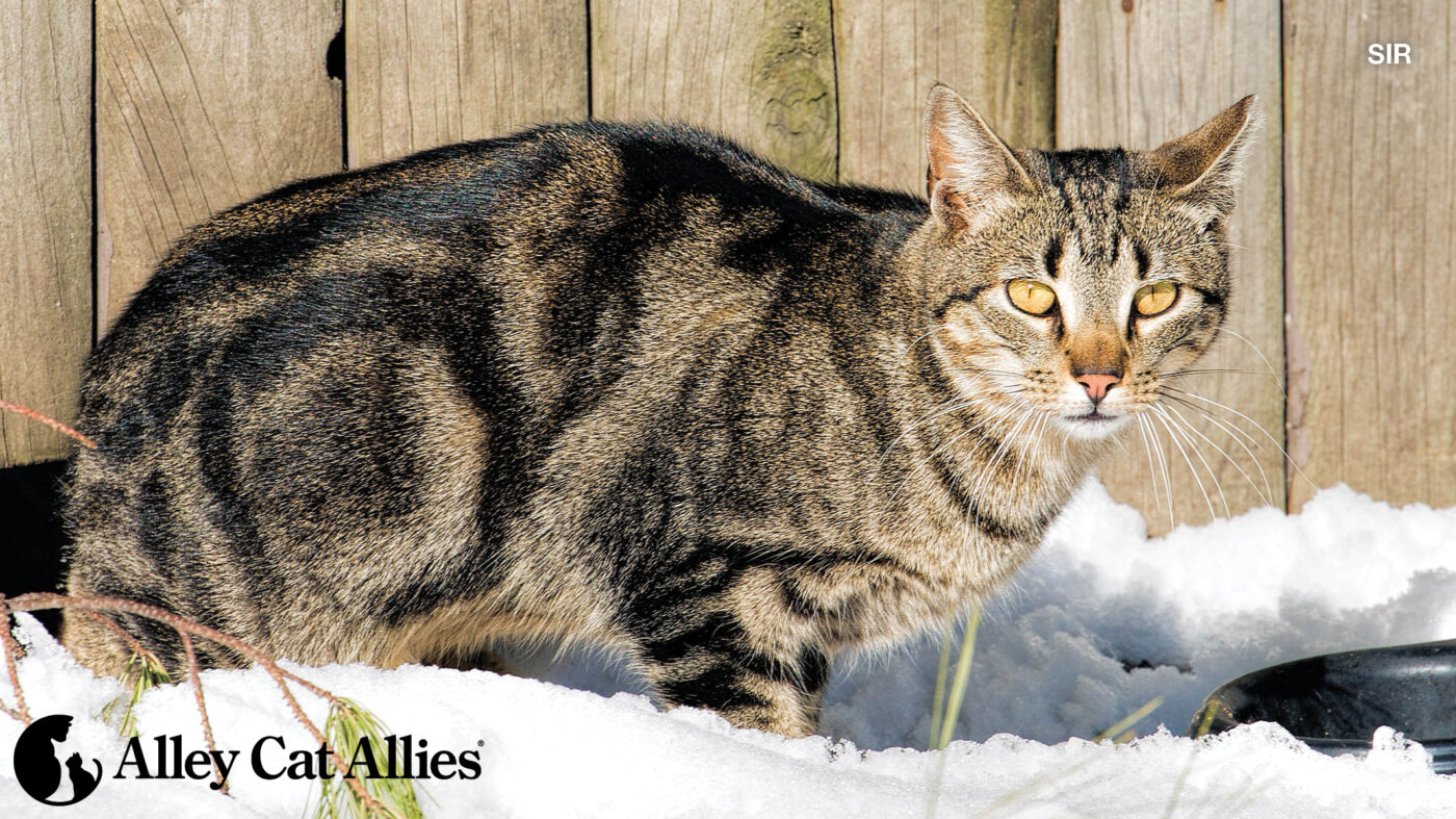 What Is A Tabby Cat? Learn The Answer and More on National Tabby Day