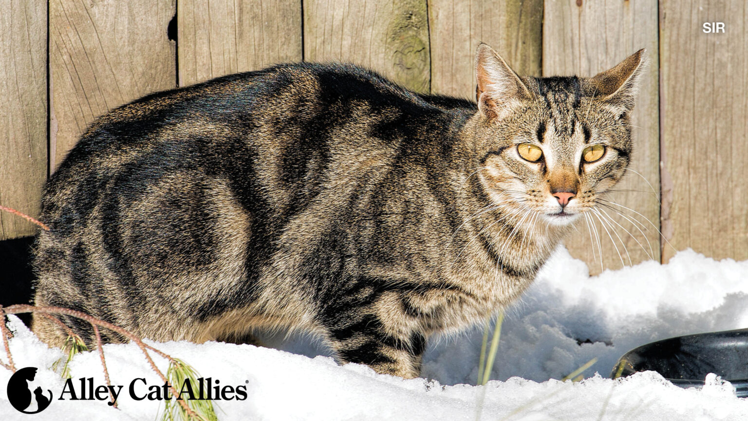 What Is A Tabby Cat? Learn The Answer and More on National Tabby Day