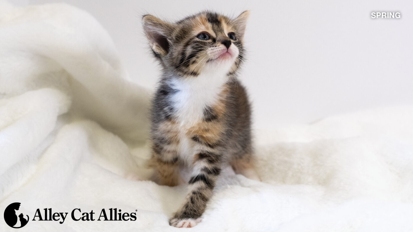 What Is A Tabby Cat? Learn The Answer and More on National Tabby Day