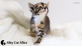 What Is A Tabby Cat? Learn The Answer and More on National Tabby Day