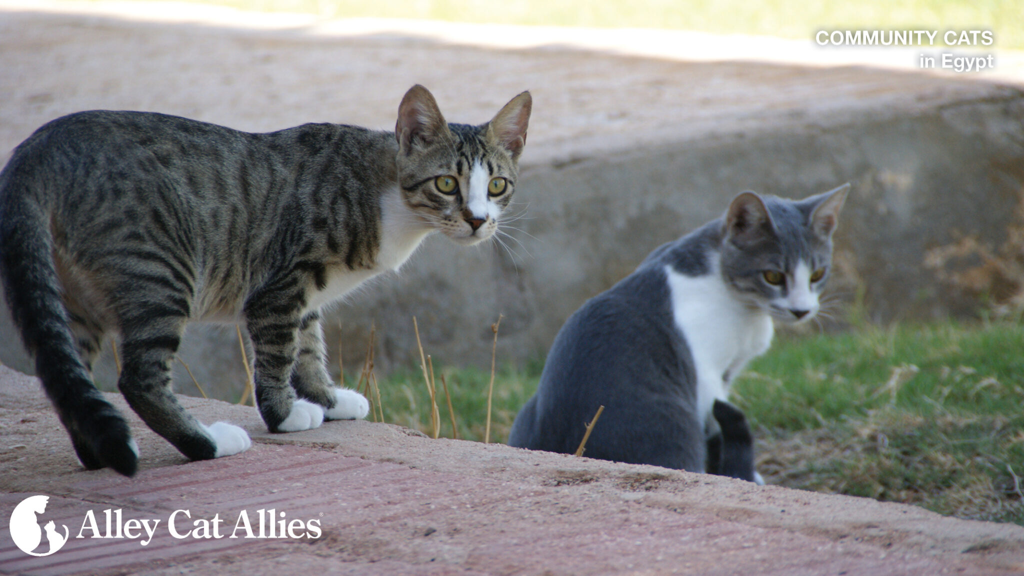What Is A Tabby Cat? Learn The Answer and More on National Tabby Day