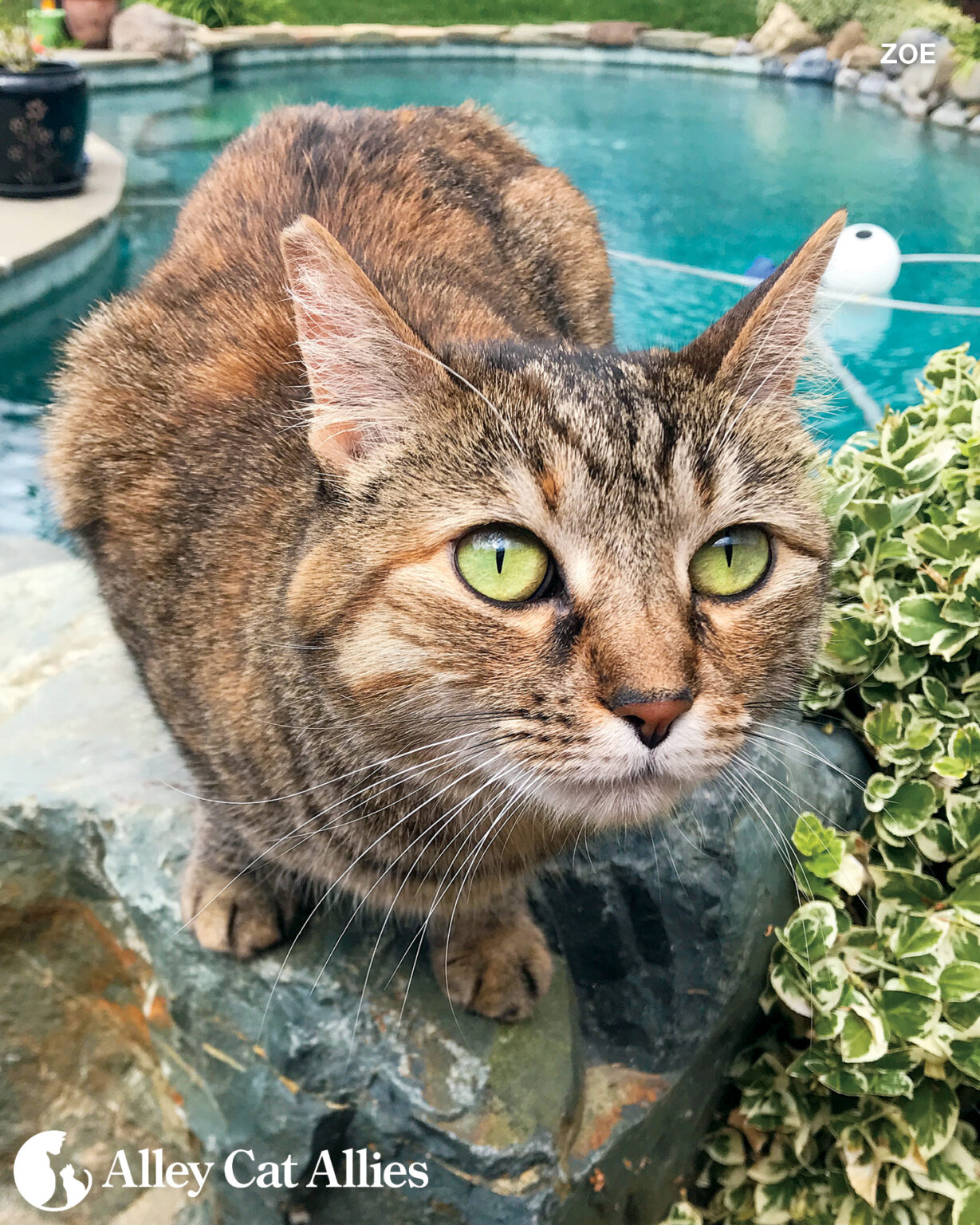 What Is A Tabby Cat? Learn The Answer and More on National Tabby Day