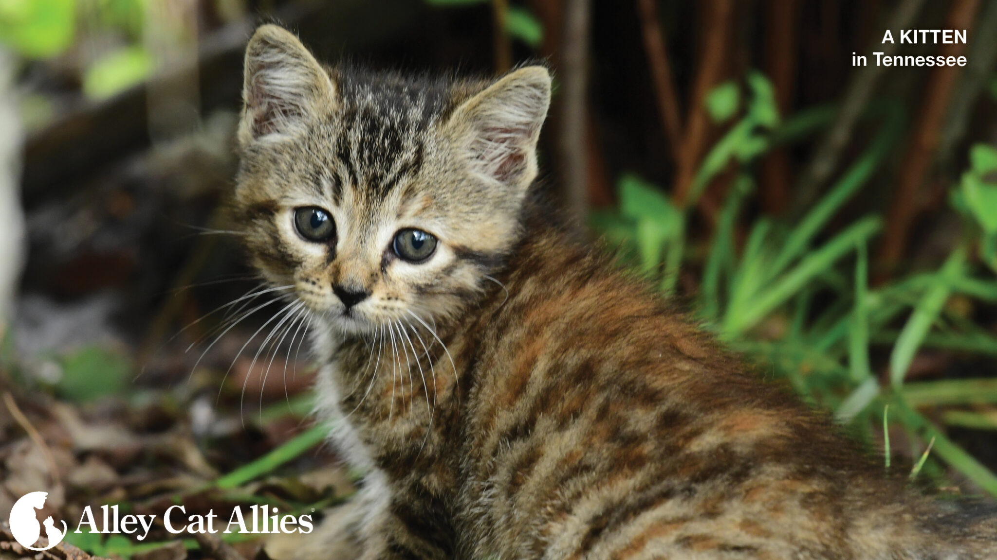How to Help Mother Cats and Kittens: Our Top 5 Tips | Alley Cat Allies