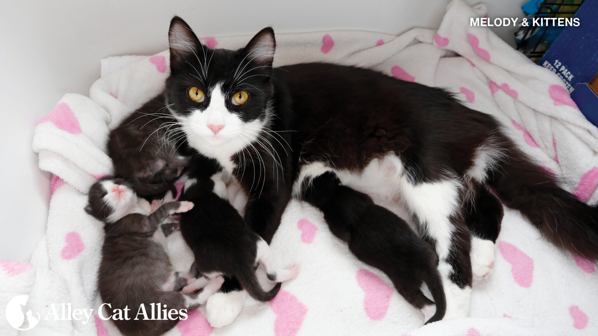 How to Help Mother Cats and Kittens: Our Top 5 Tips | Alley Cat Allies