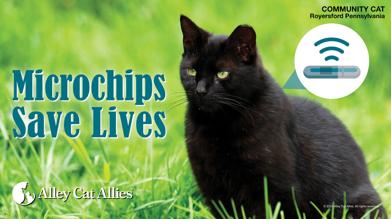 How Microchips Reunite Cats and How to Scan a Cat for a Microchip