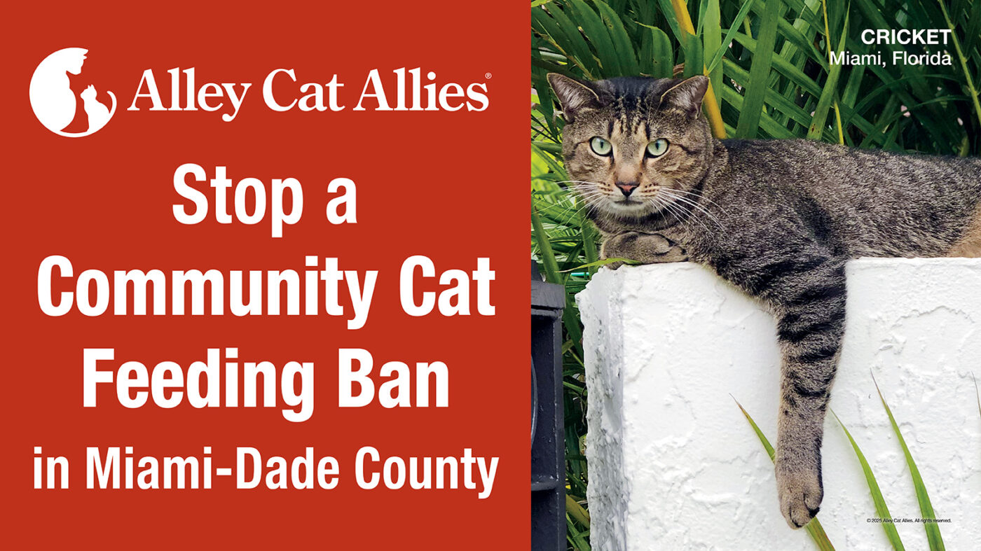 Stop an Outdoor Cat Feeding Ban in Miami-Dade County, Florida