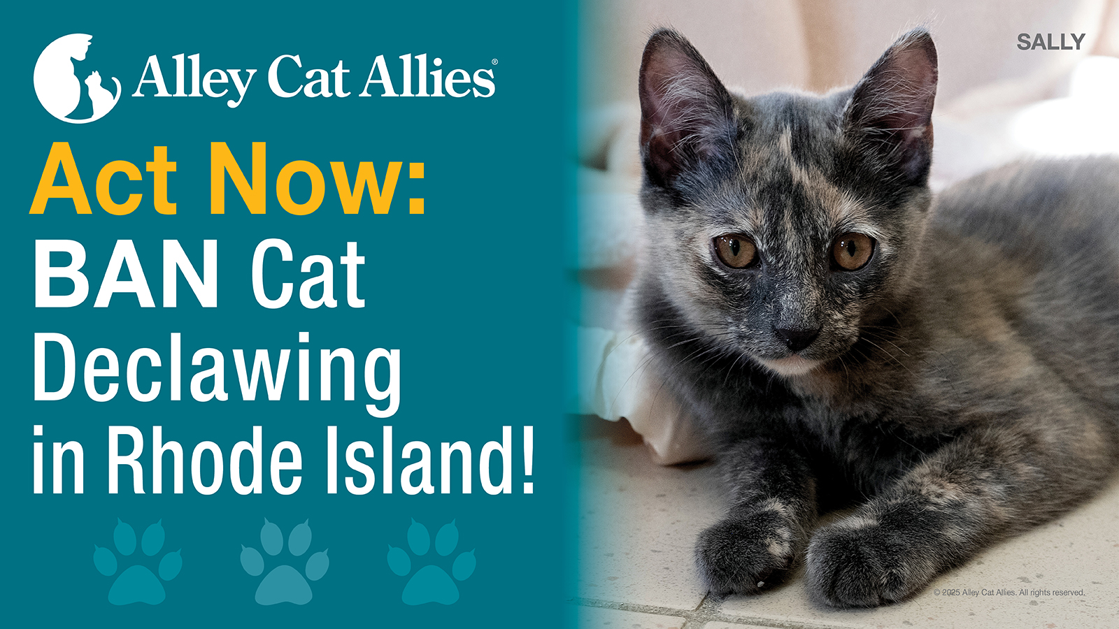 Ban Declawing of Cats in Rhode Island
