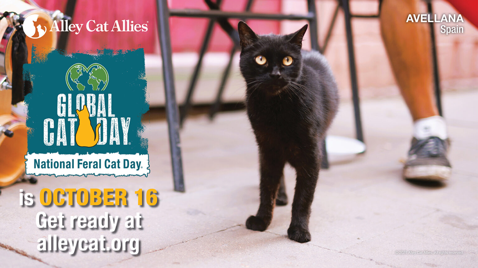 Alley Cat Allies Global Cat Day and National Feral Cat Day are October ...
