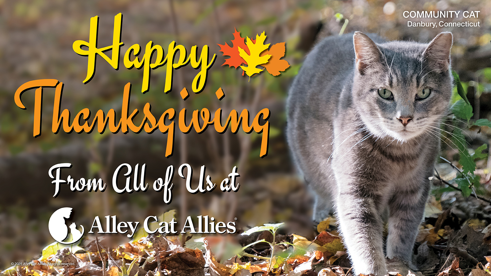 Alley Cat Allies is Thankful for Your Compassion for Cats This Thanksgiving