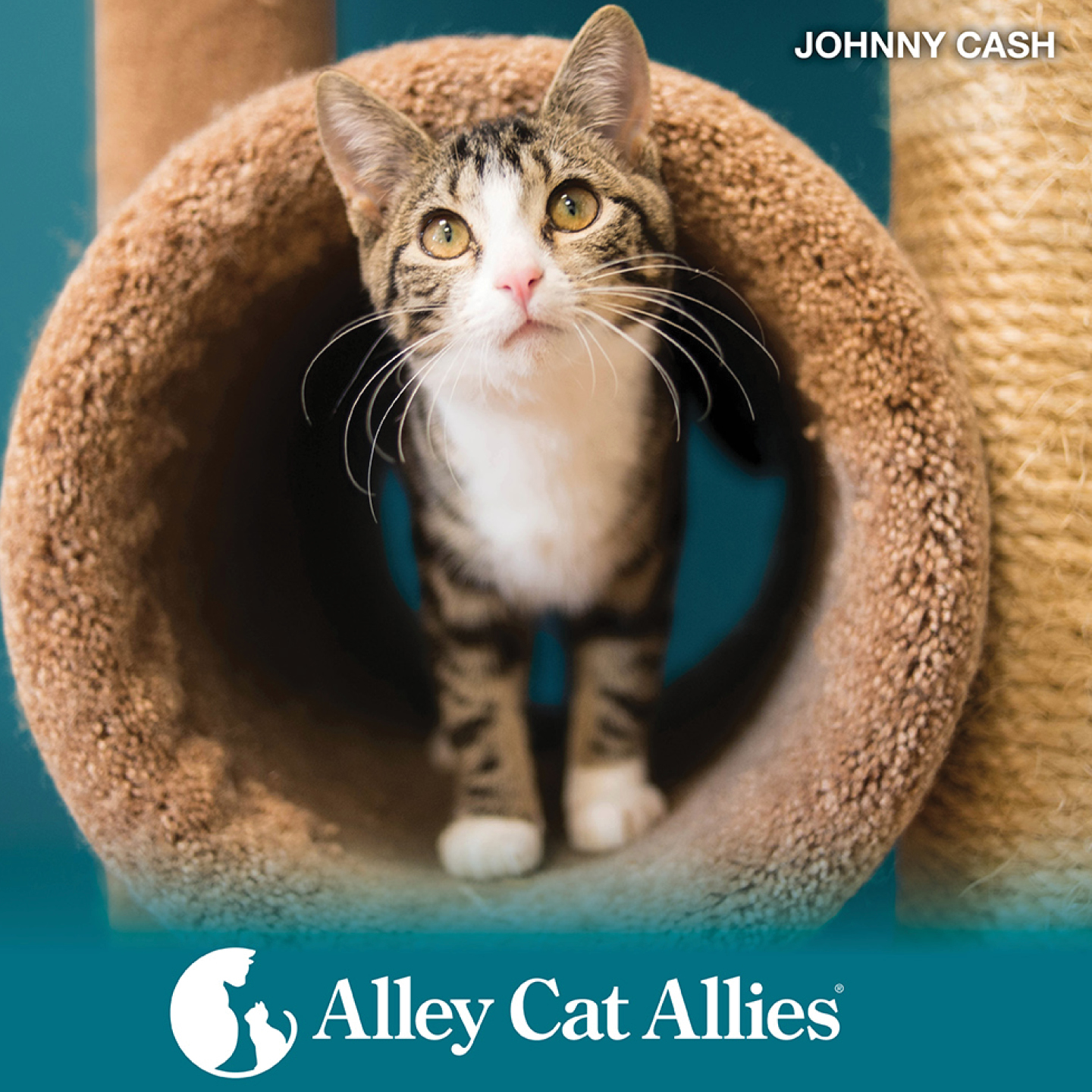 Ban Cat Declawing in Pennsylvania