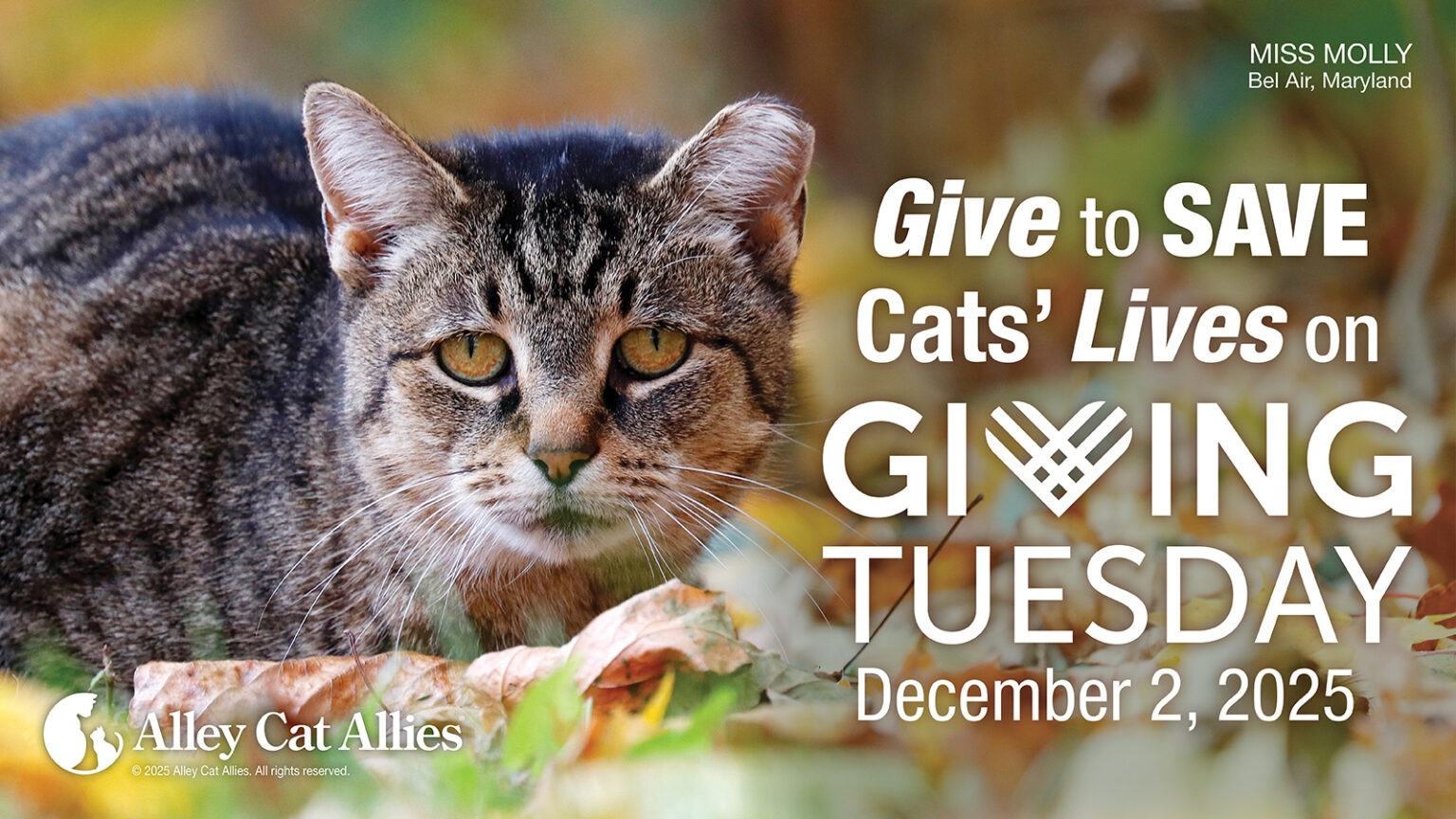 Make a Triple-Matched Gift to Alley Cat Allies on Giving Tuesday