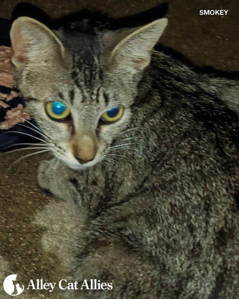 $10,000 Reward Issued in San Antonio Case of Cat Shot with a Blowgun Dart