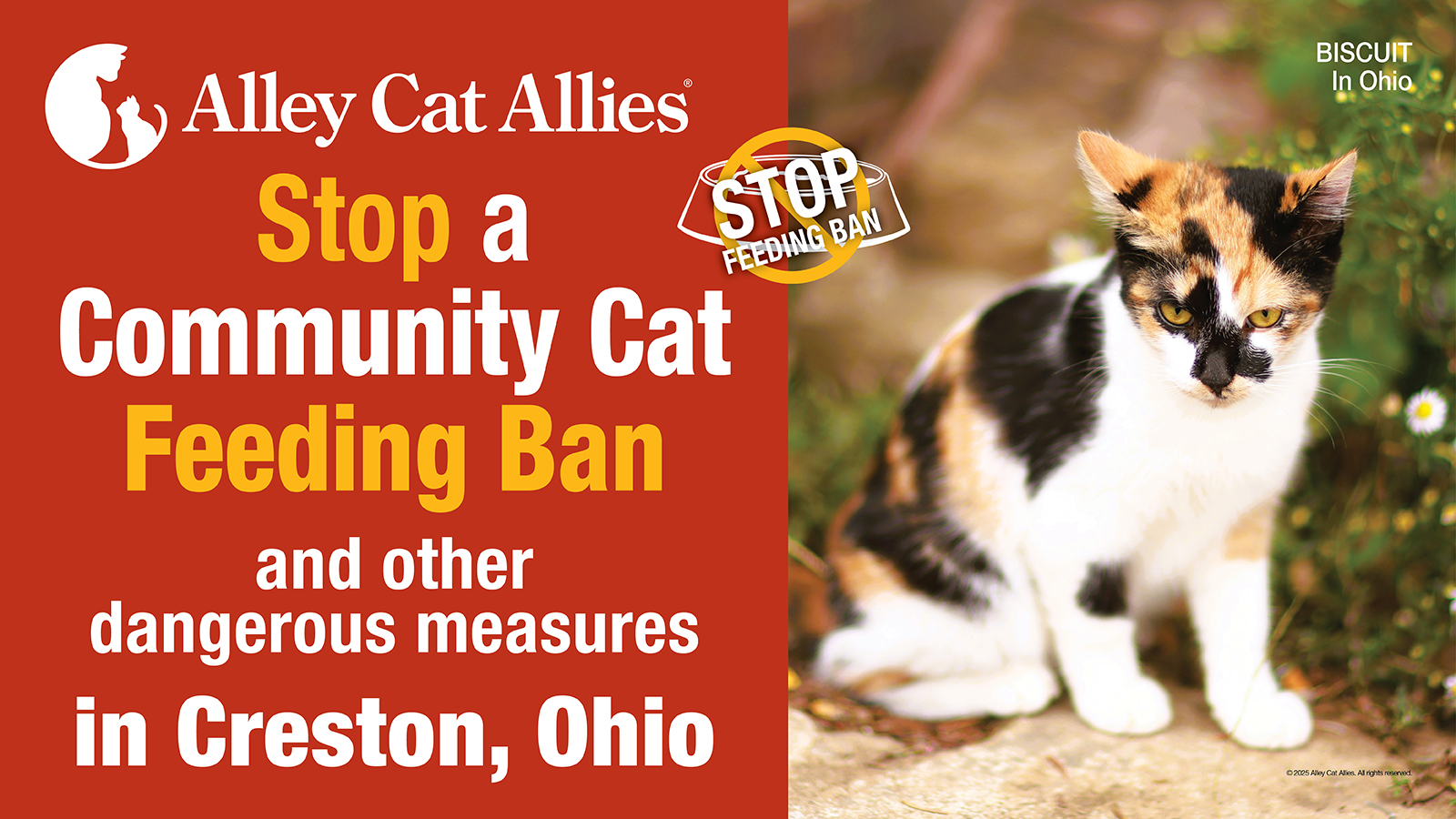 oh stop continue cat