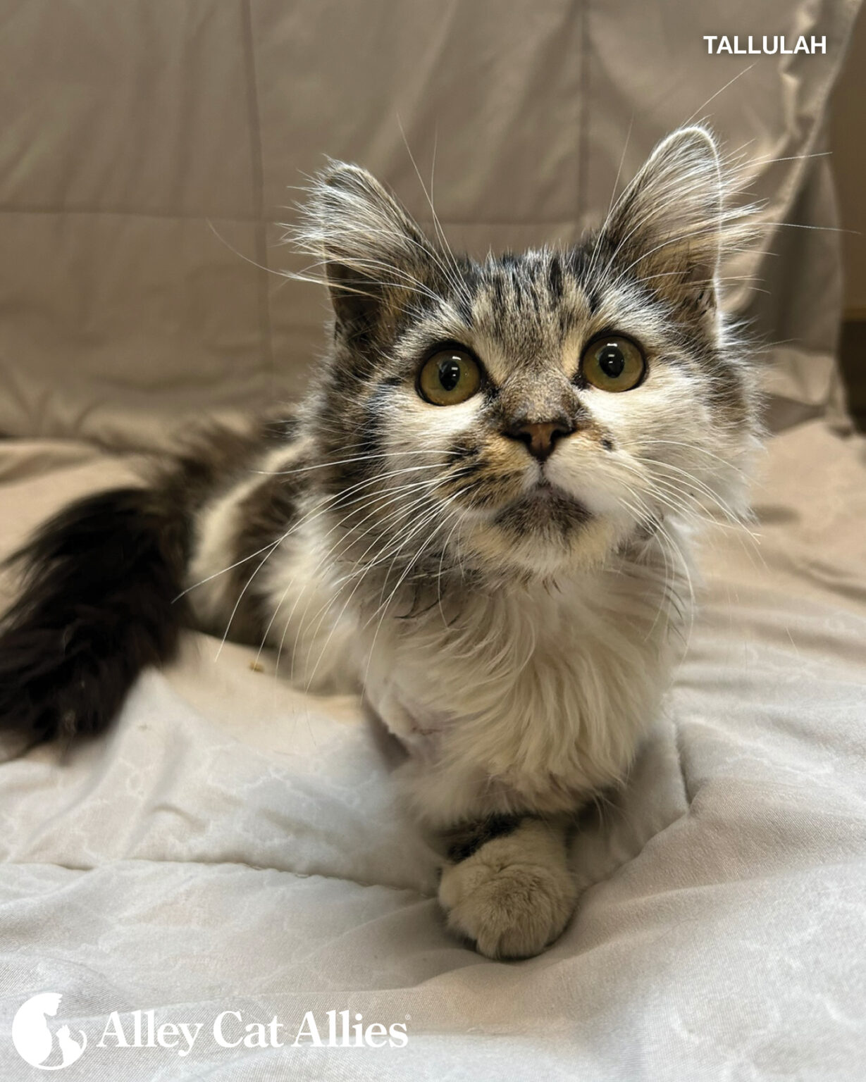 3 Stories of Cats Saved Thanks to Alley Cat Allies Supporters