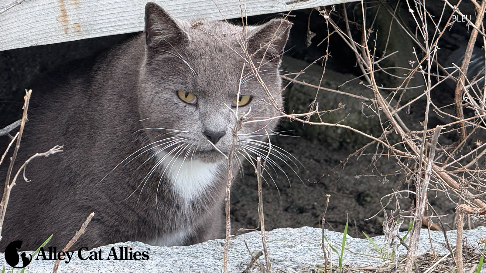 Your New Year 2026 Update on Our Work to Protect Cats