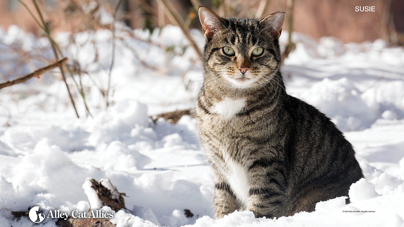 Urgent Response to Protect Cats During the Arctic Blast