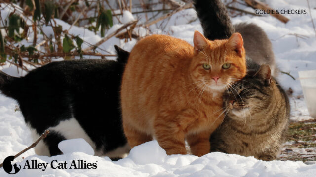Alley Cat Allies Arctic Blast Tips to Protect Cats Outdoors