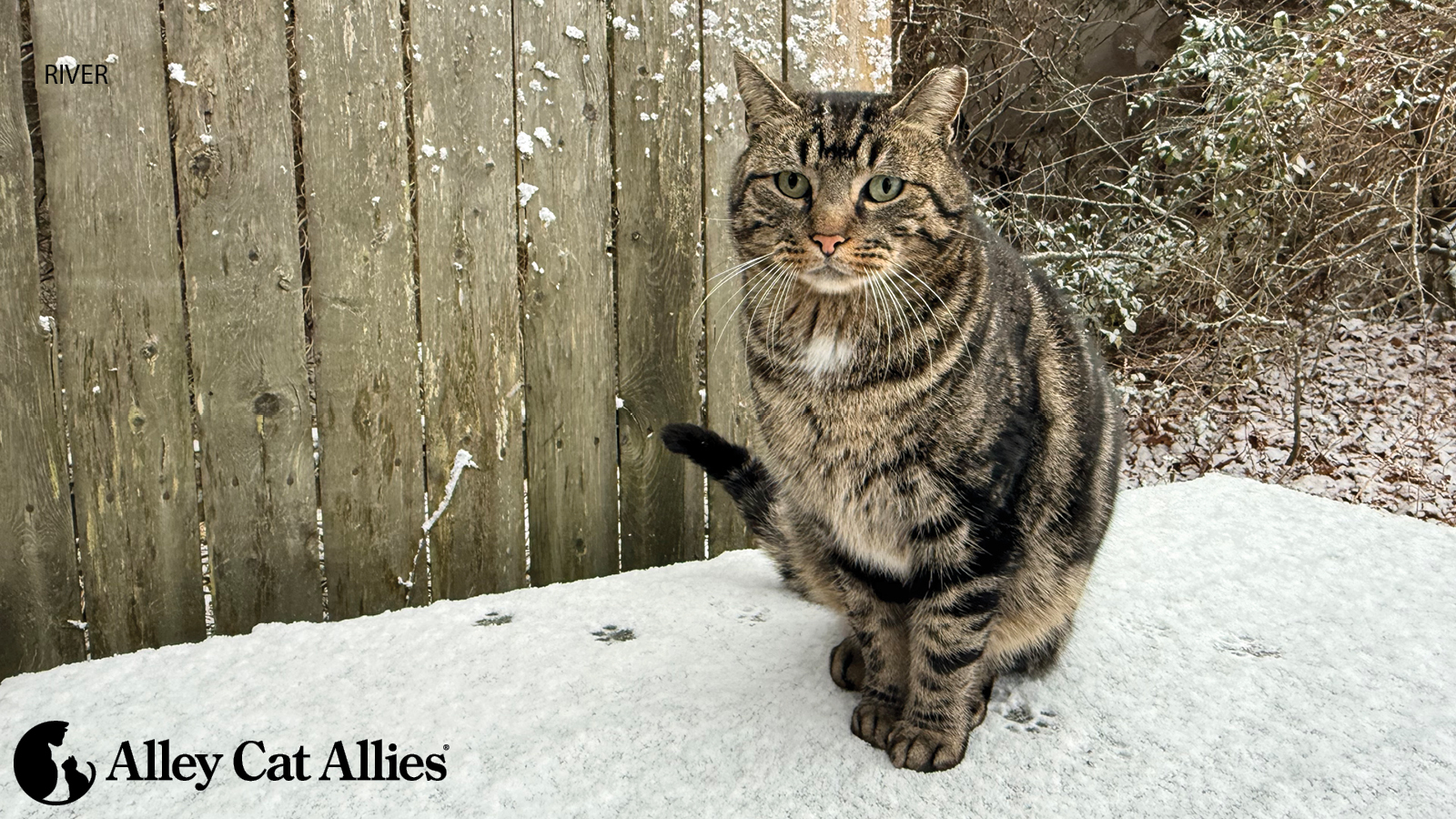 Alley Cat Allies Prepares Cats Outdoors for the Arctic Blast