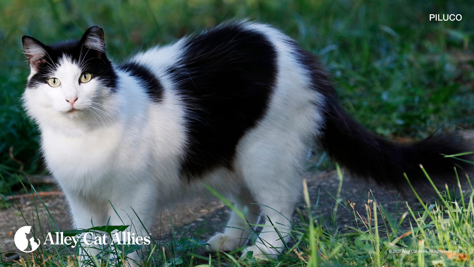 Support Ash's Law, the First State Law to Protect TNR and Cats Outdoors