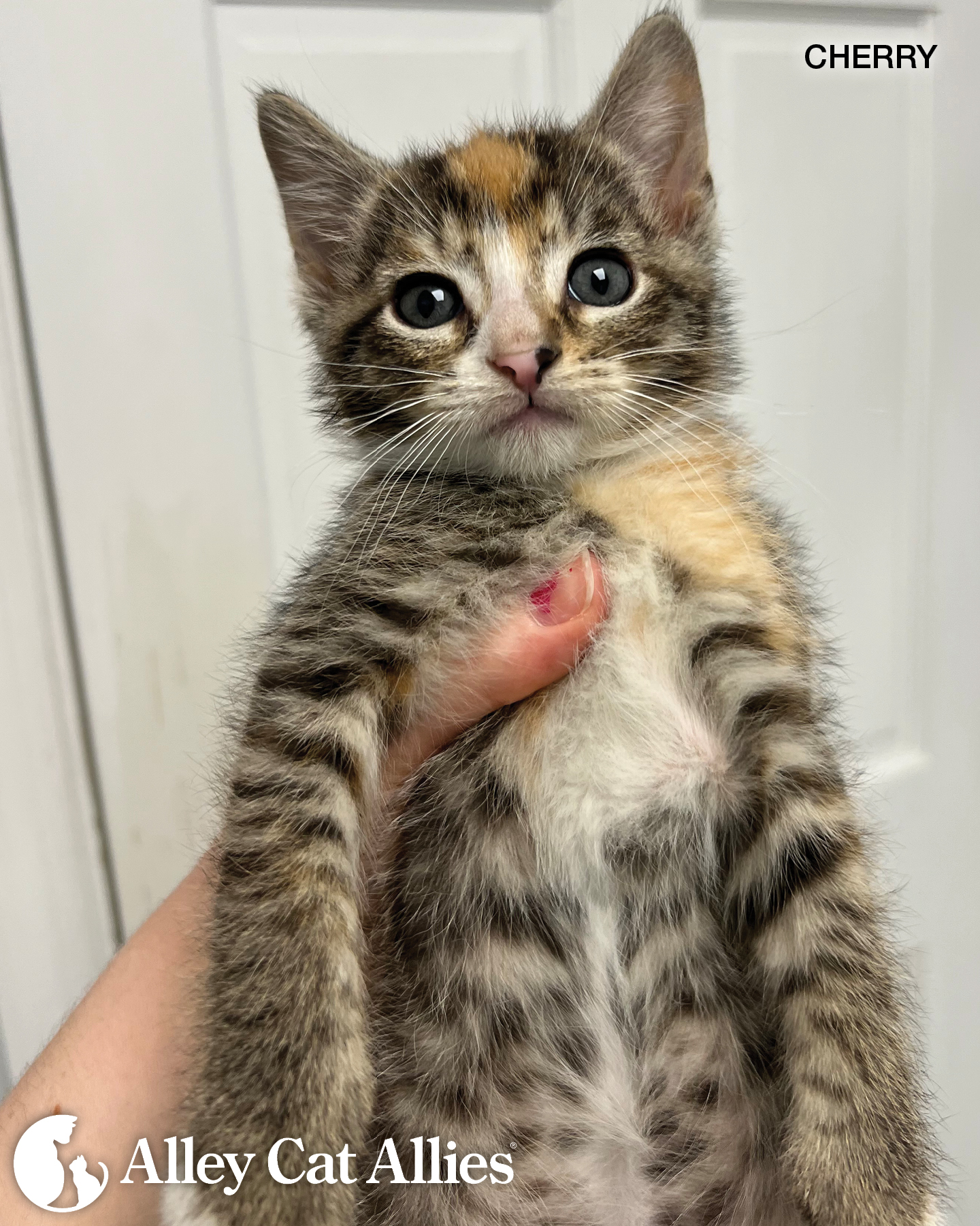 6 Stories of Cats Saved by Alley Cat Allies Supporters, with Video