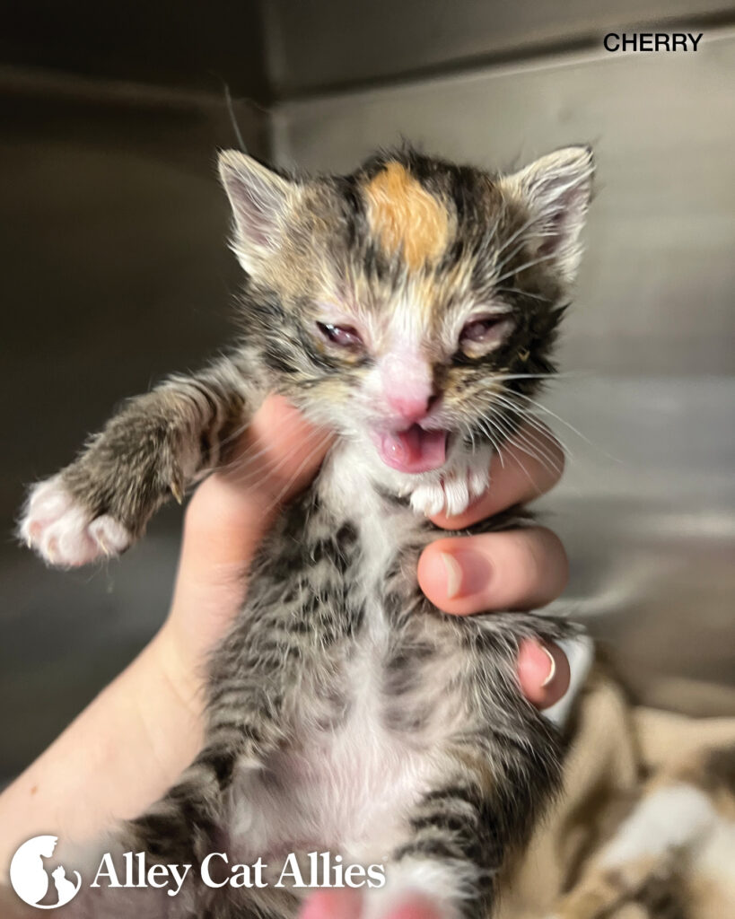 6 Stories of Cats Saved by Alley Cat Allies Supporters, with Video