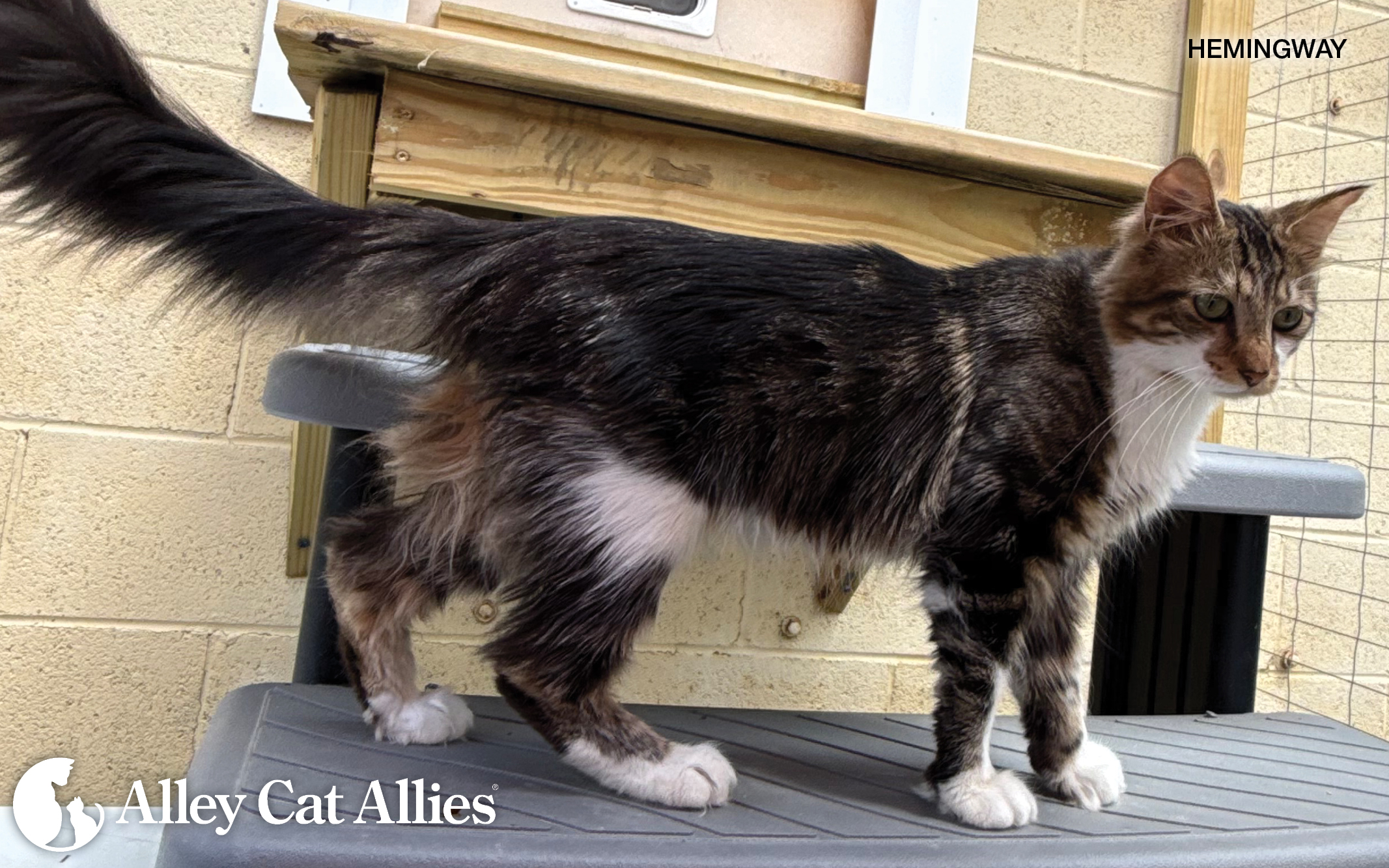 3 Adoptable Cats Waiting for Homes on Adopt A Cat Month