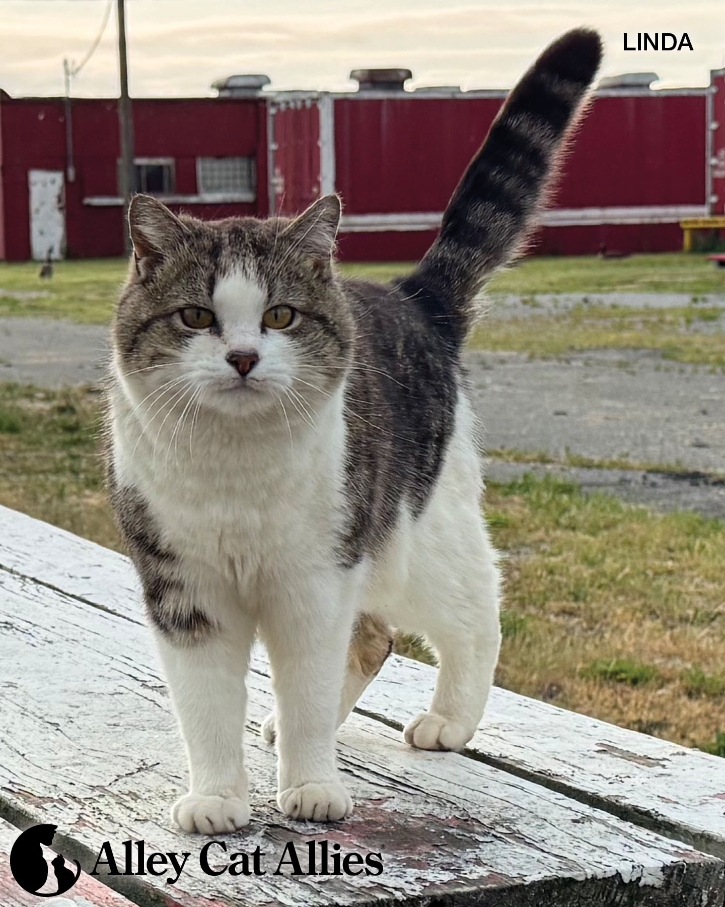 Removing Snowball the Cat's Eye Saved Him from a Deadly Form of Cancer