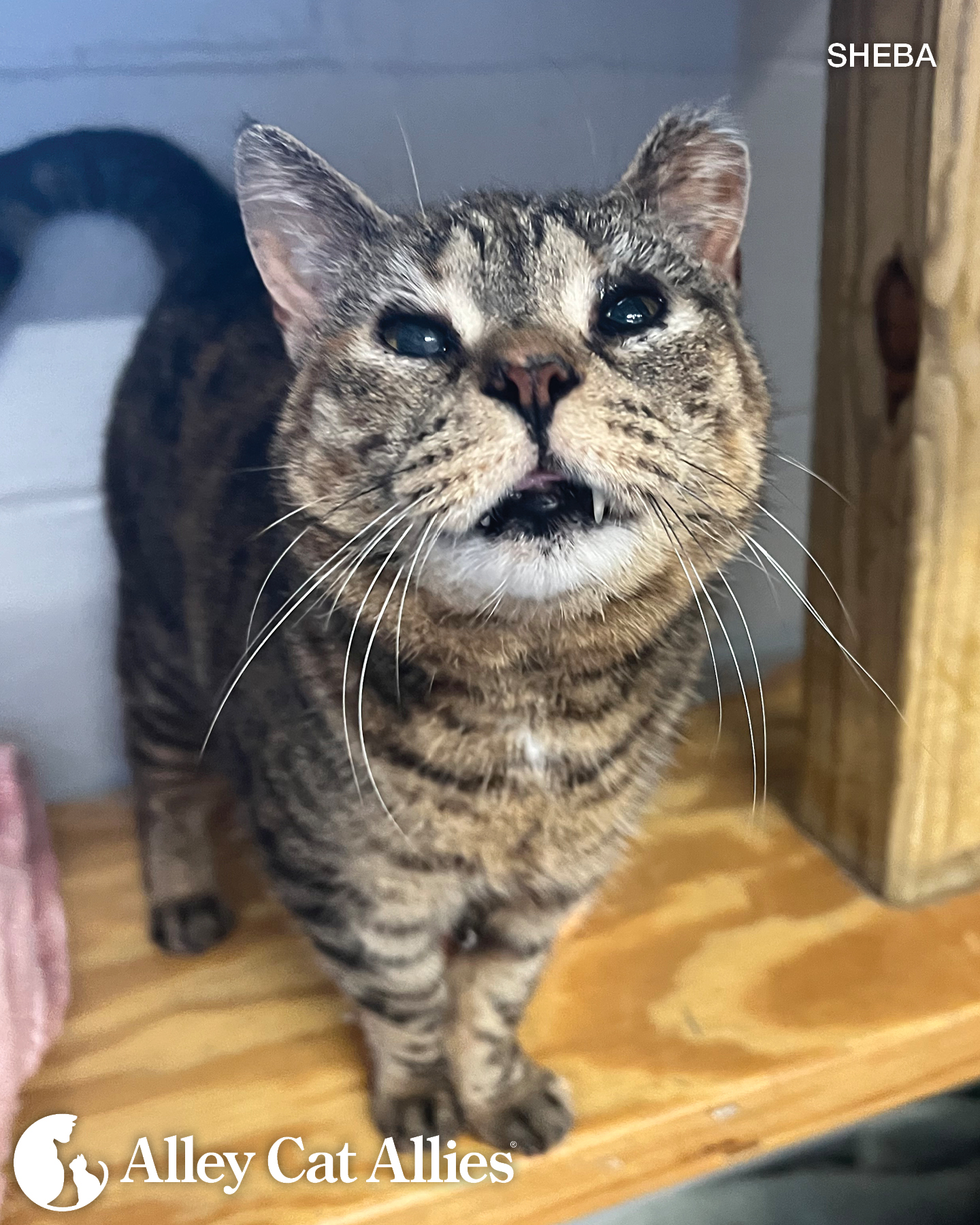 Removing Snowball the Cat's Eye Saved Him from a Deadly Form of Cancer