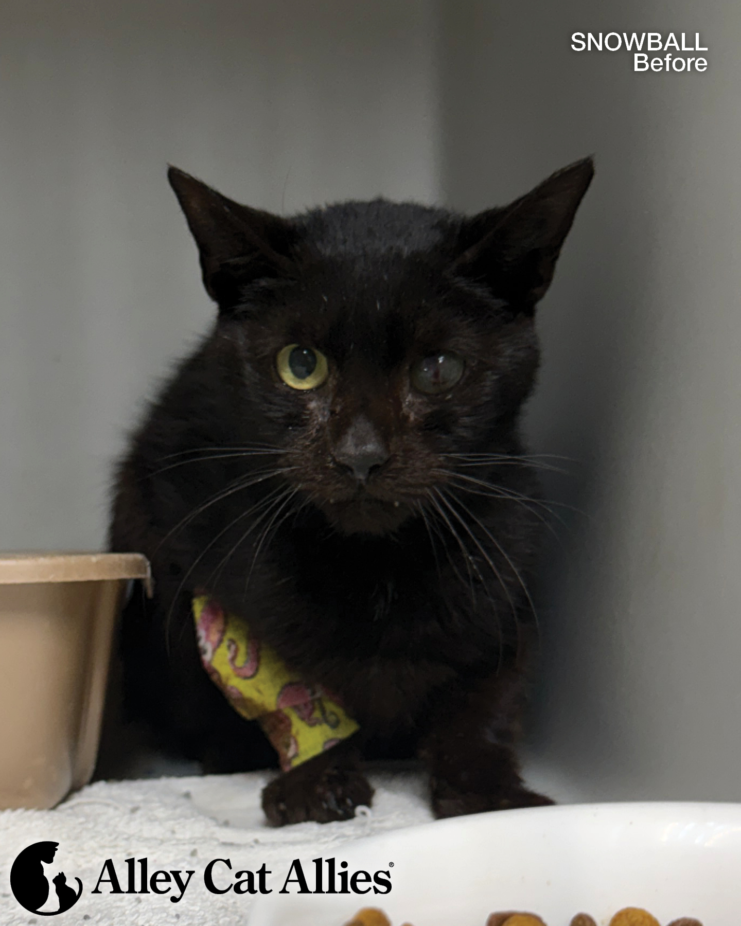 Removing Snowball the Cat's Eye Saved Him from a Deadly Form of Cancer