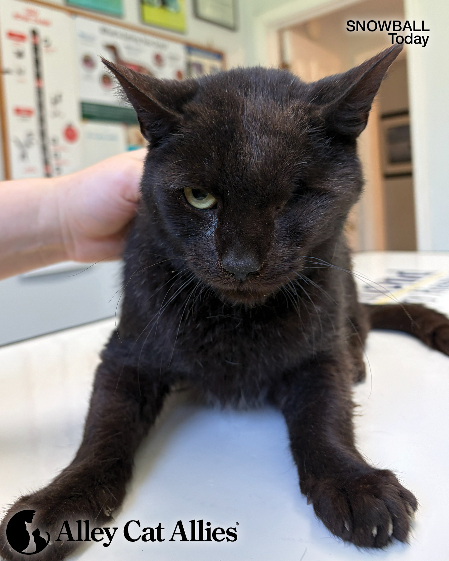 Removing Snowball the Cat's Eye Saved Him from a Deadly Form of Cancer